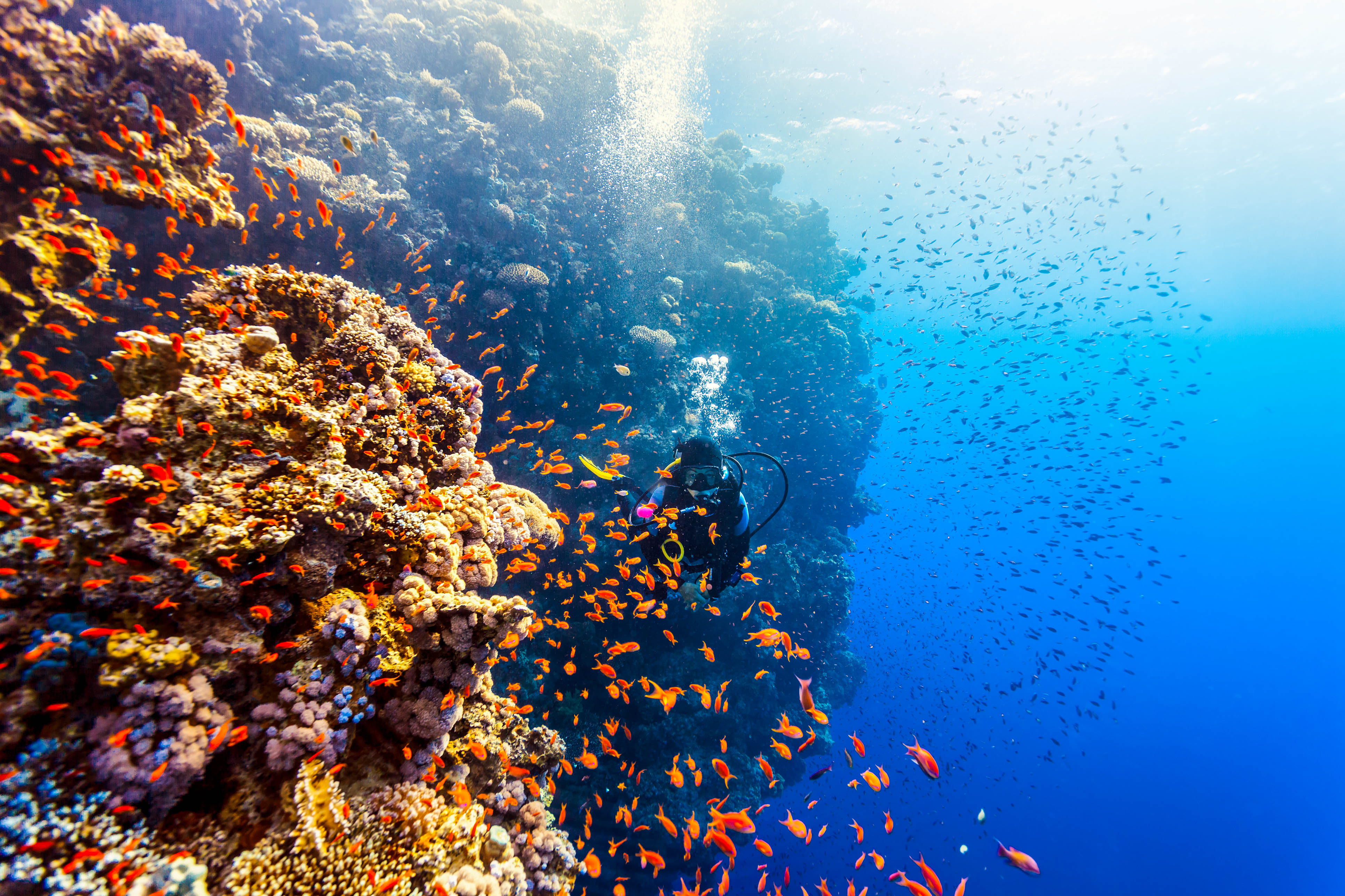 Tauchen - die besten Divespots der Welt | Urlaubsguru.at